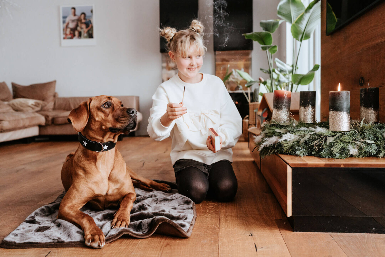 The Aesthetics of Dog Collars: From Whimsical Stars to Classic Solids ...