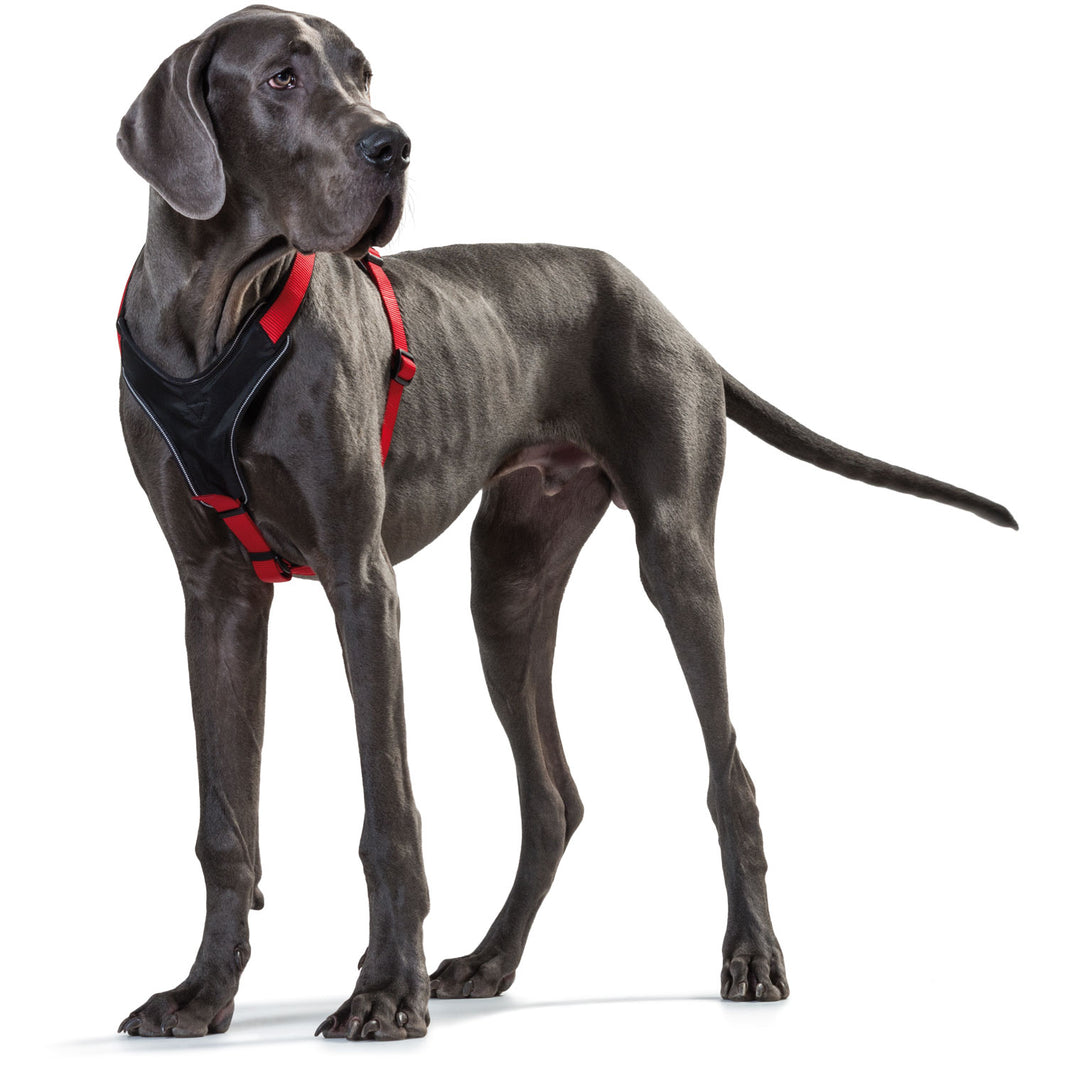 Large Dog Harnesses - HUNTER Pets | Comfort and Control for Your Big ...