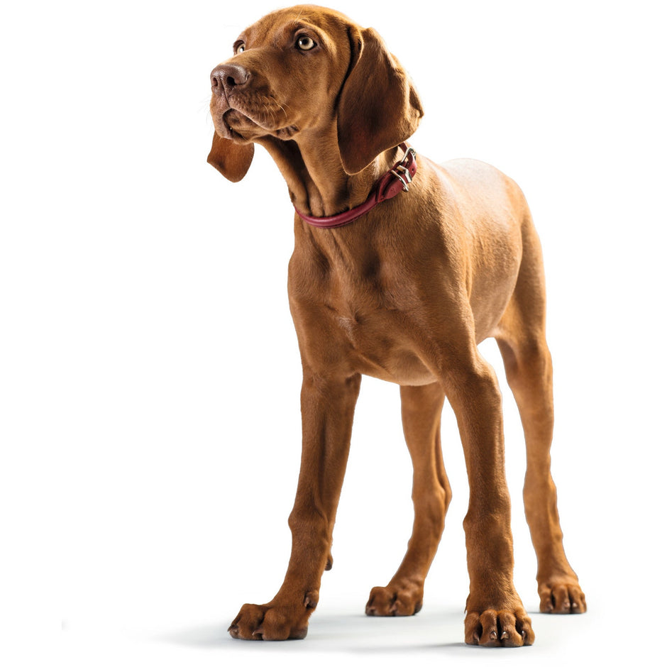 All Dog Collars | Premium Dog Collars | HUNTER – Hunter Pet Uk